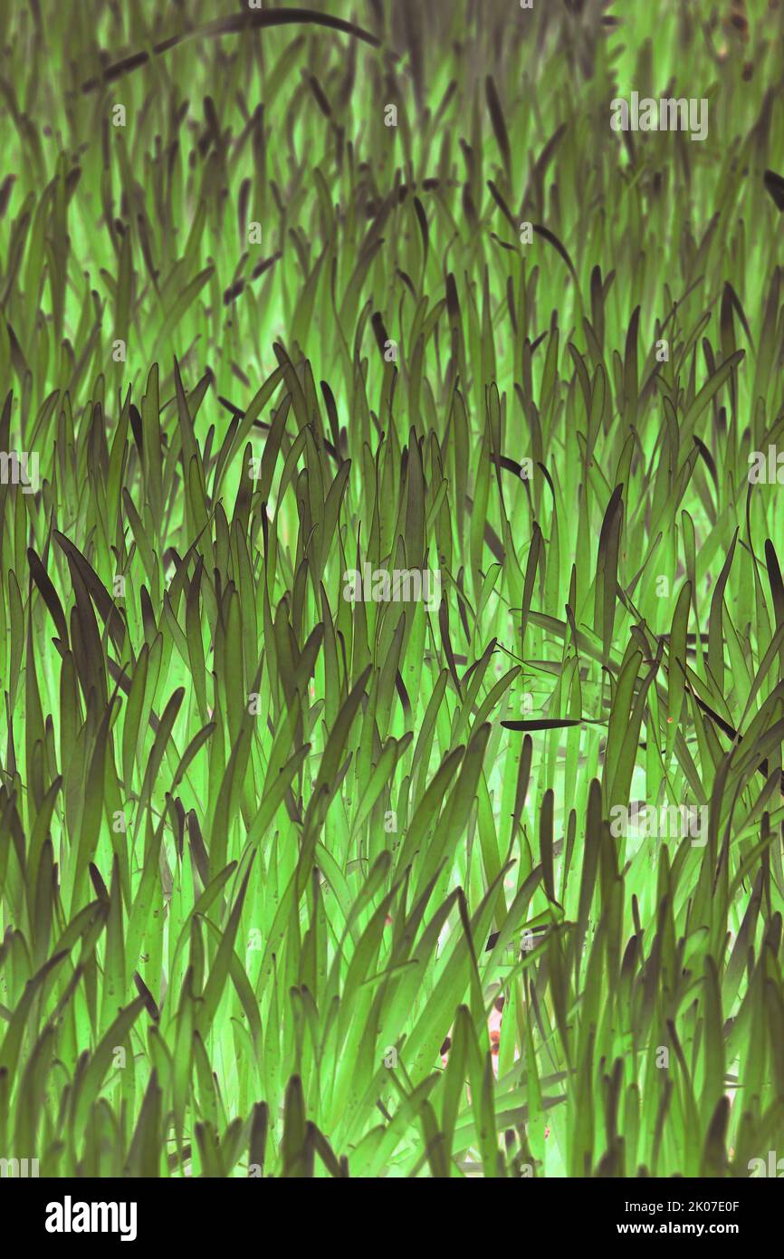 Full frame of leafy summer grass growing in the meadow in a bright neon ...