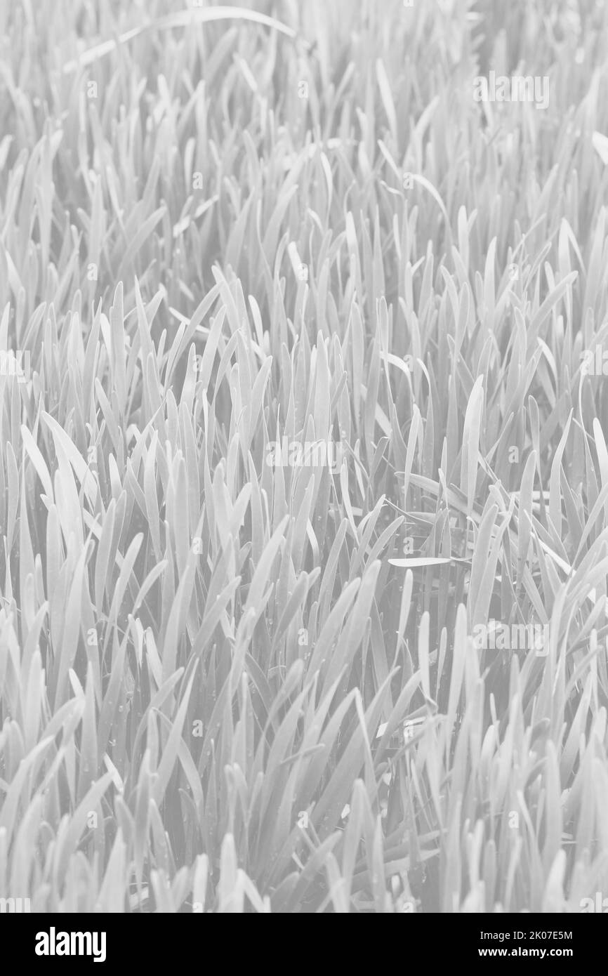 Full frame of leafy summer grass growing in the meadow in a faded black ...
