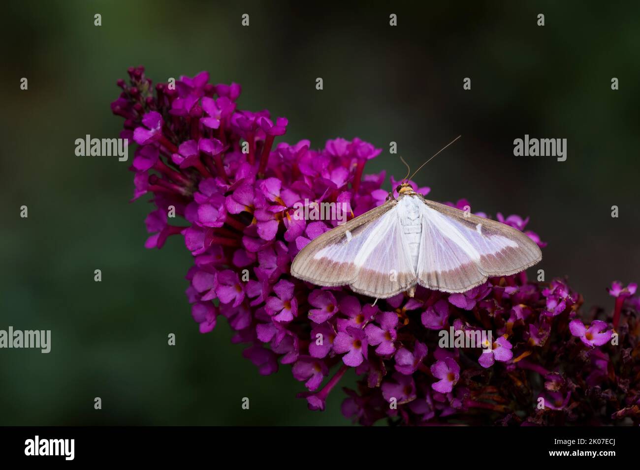 Box tree moth (Cydalima perspectalis) on butterfly-bush (Buddleja ...
