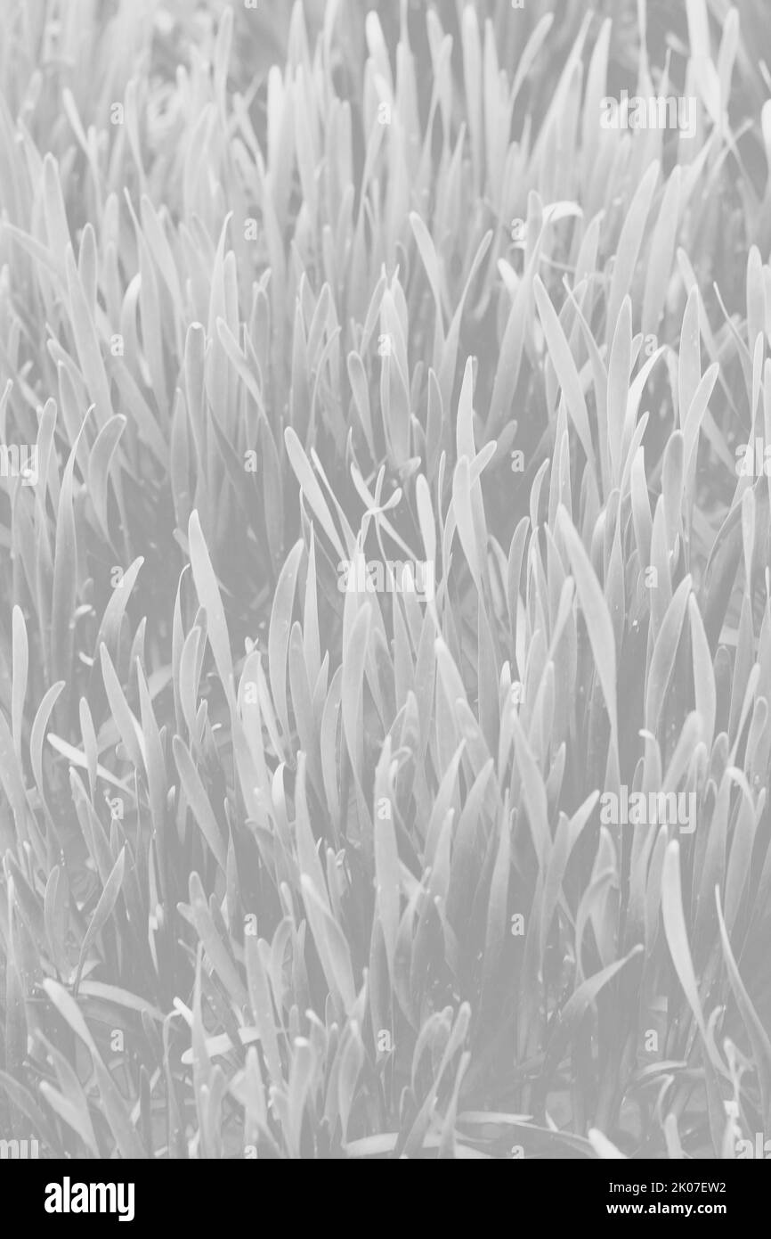 Full frame of leafy summer grass growing in the meadow in a faded black ...
