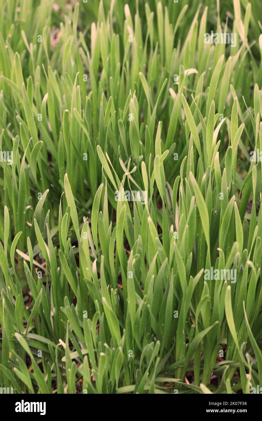 Full frame of many blades of grass growing in the summer meadow Stock ...