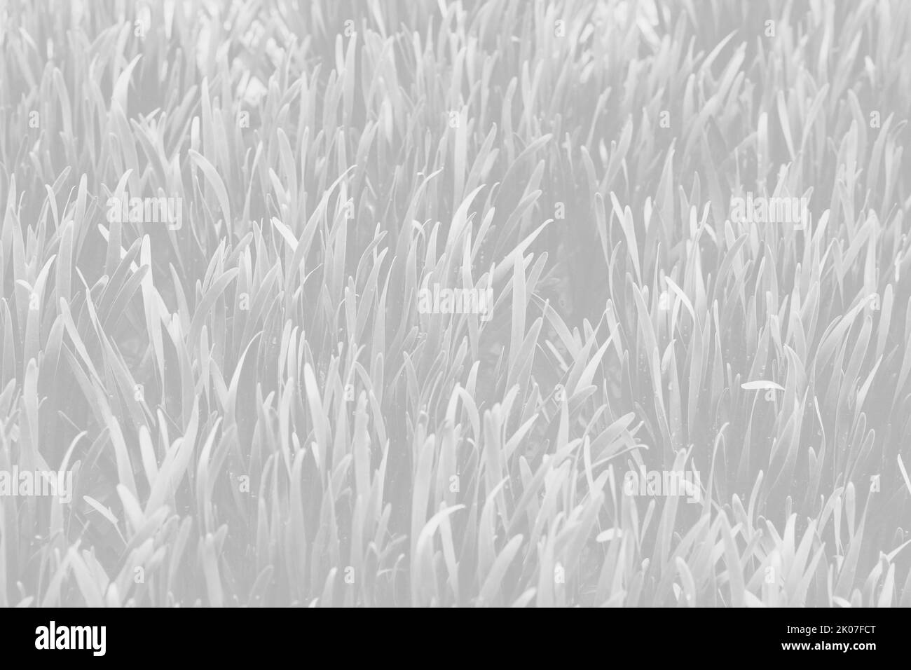 Full frame of many blades of grass growing in the summer meadow in a ...