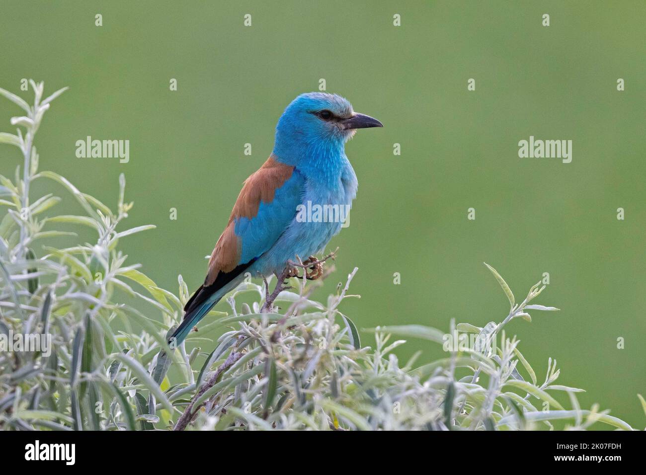 European Roller (Coracias garrulus), Danube Delta Biosphere Reserve ...