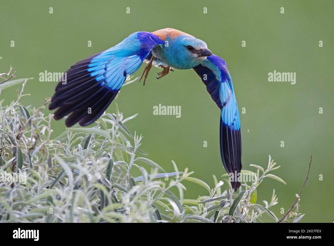 Blue european roller (Coracias garrulus) in departure, Danube Delta ...