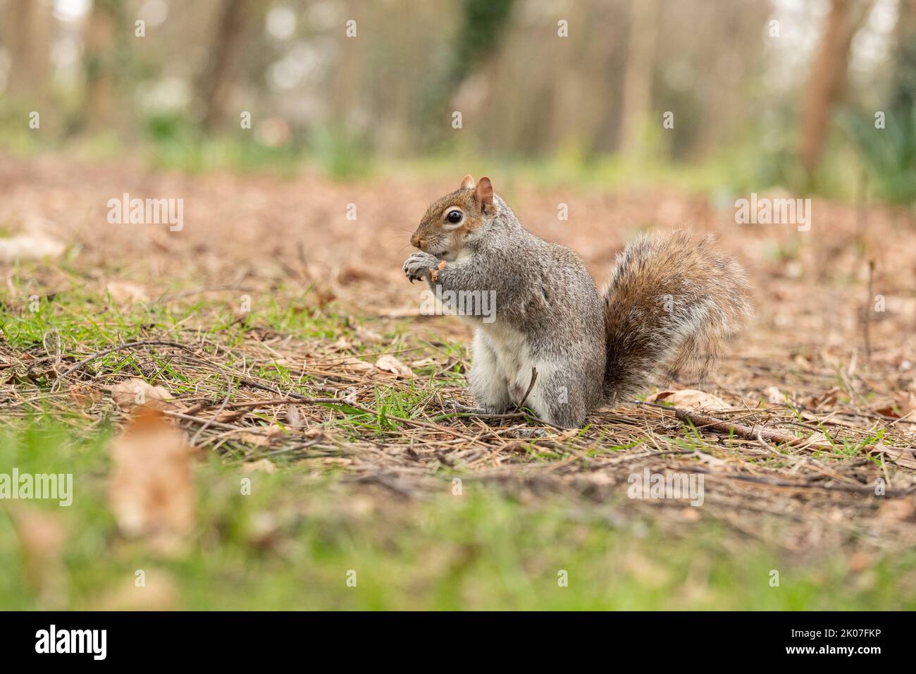 Close ups of a Grey Squirrel foraging on the ground in a park and ...