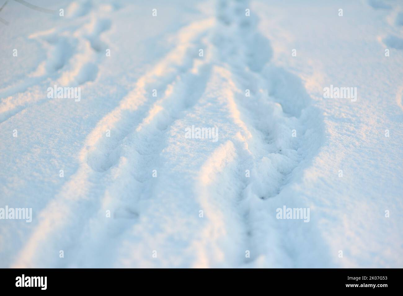Snowshoe trail snowy sunny hi-res stock photography and images - Alamy