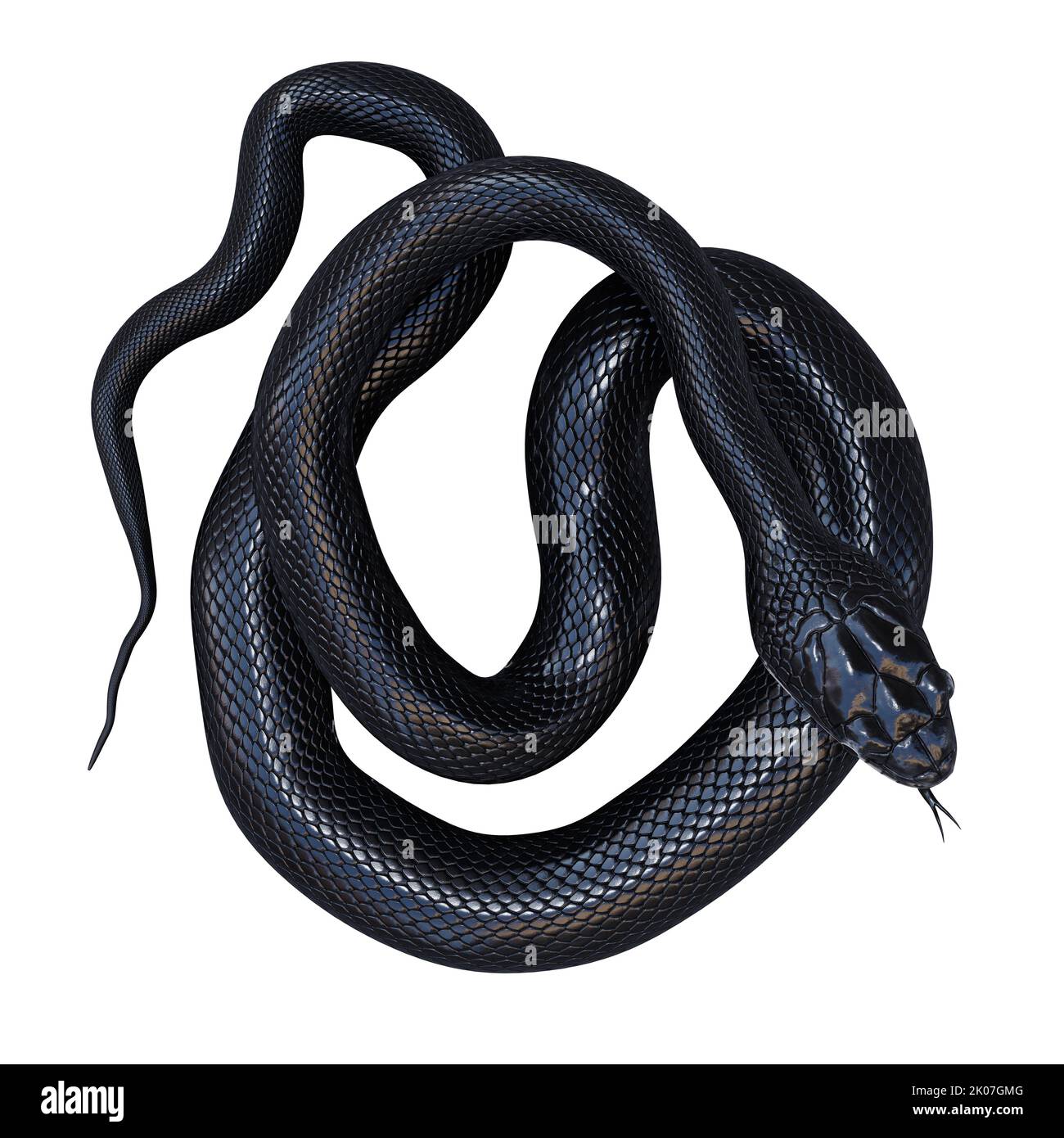 Black rat snake 3D illustration Stock Photo - Alamy