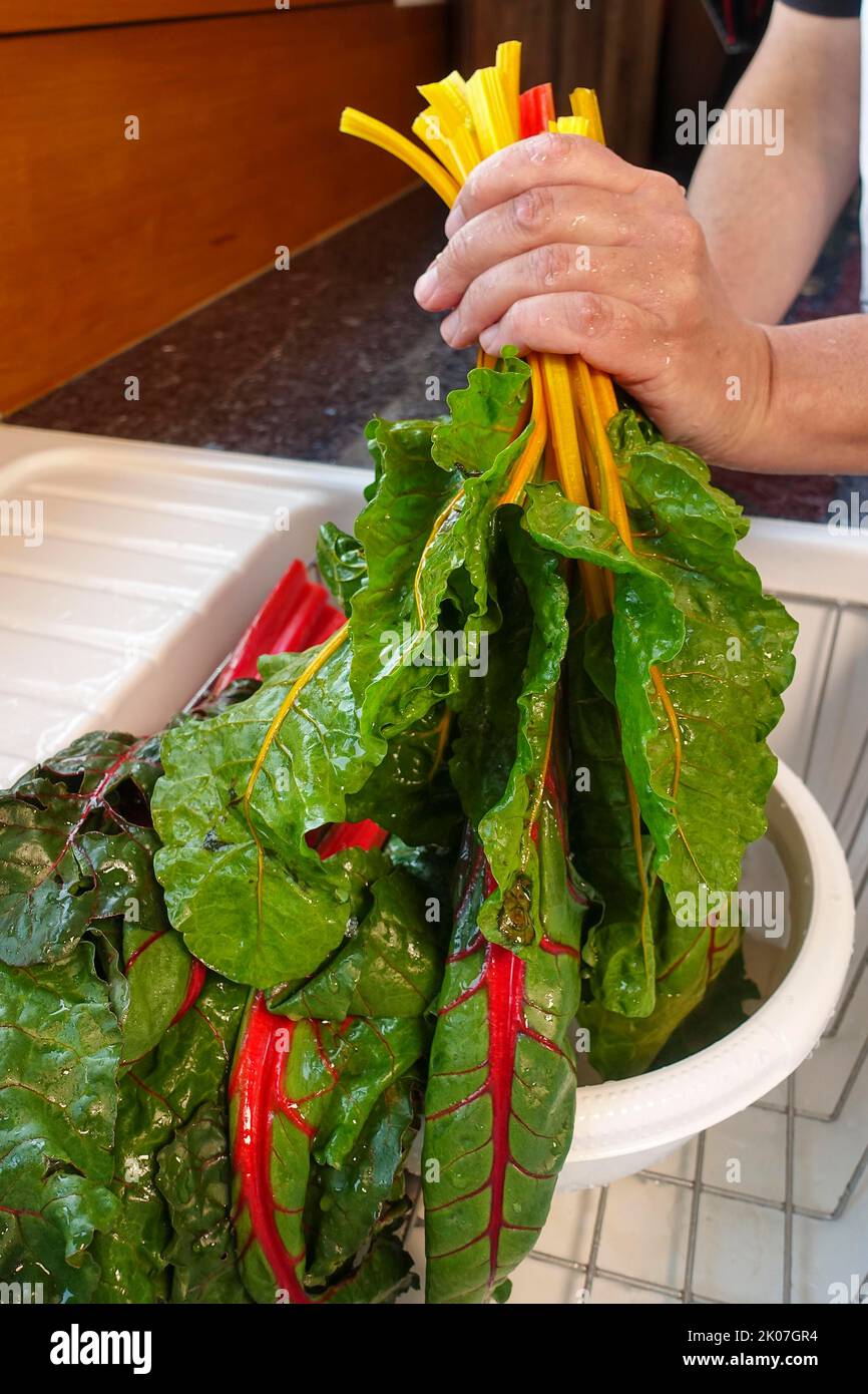 Beetroot (Beta vulgaris subsp. vulgaris), chard leaves wash, water ...