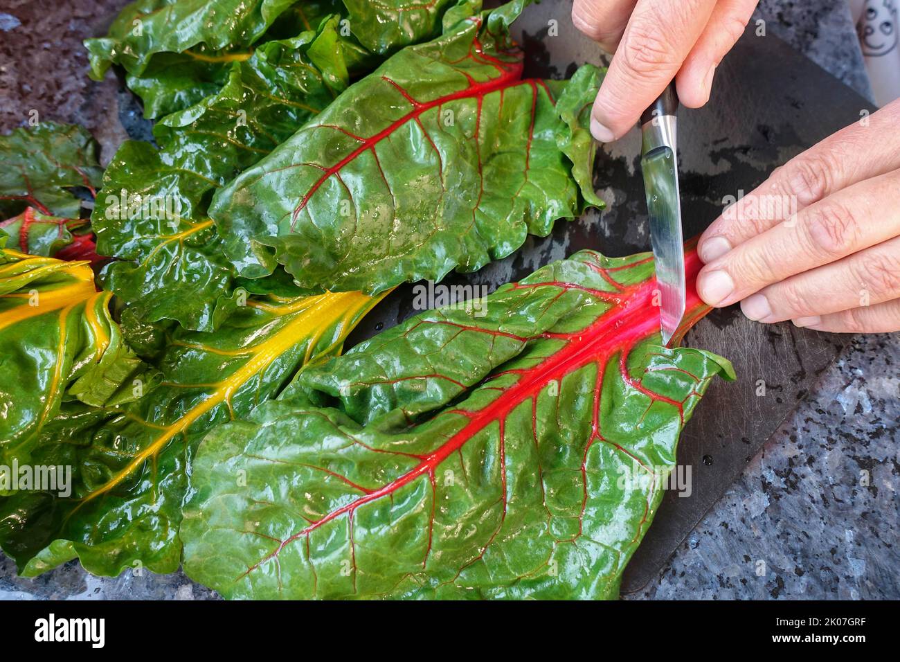 Beetroot (Beta vulgaris subsp. vulgaris), chard leaves, chard leaf ...