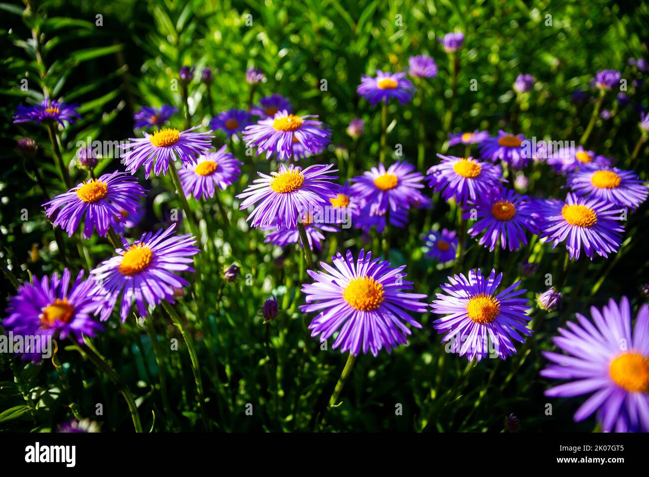 Purple flowers of Italian Asters, Michaelmas Daisy (Aster Amellus ...