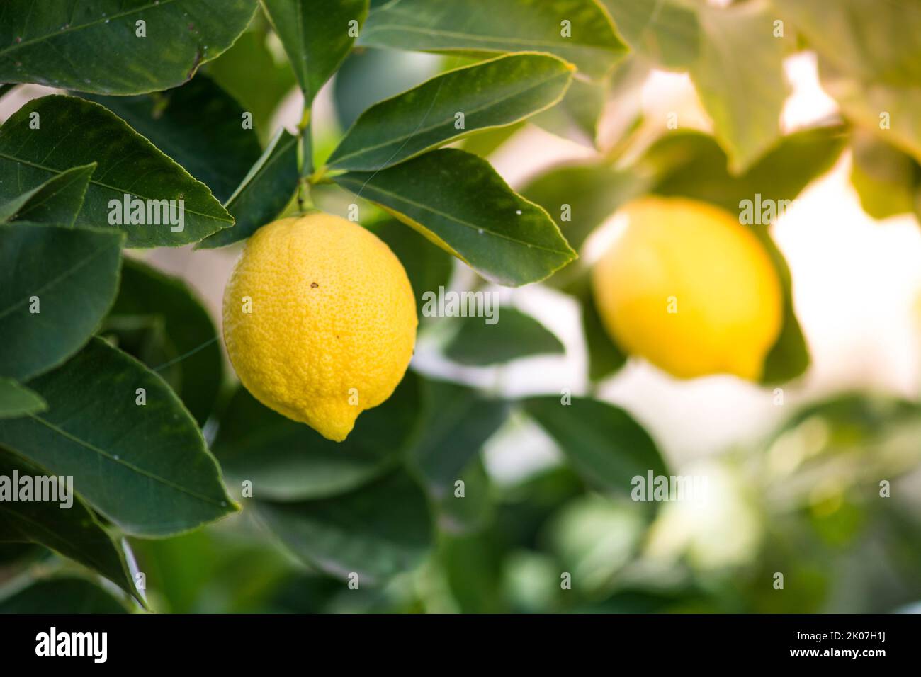 Lemon plant with its fruits. La Pampa Argentina Stock Photo - Alamy
