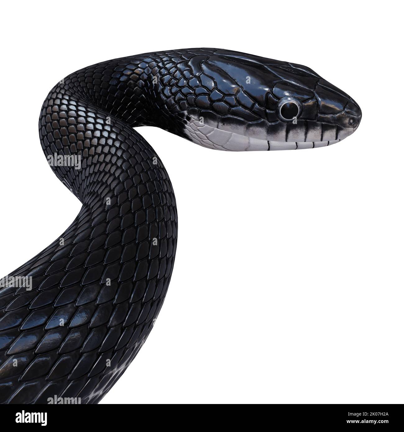 Black rat snake 3D illustration Stock Photo - Alamy