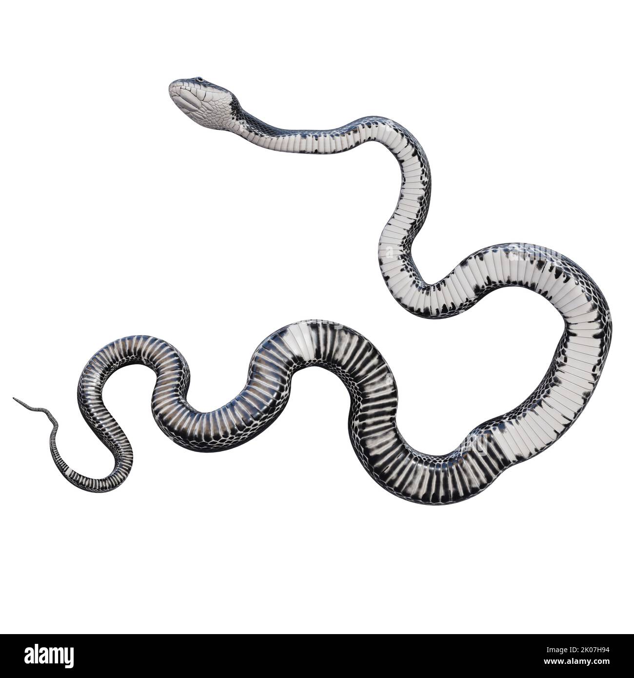 Black rat snake 3D illustration Stock Photo - Alamy