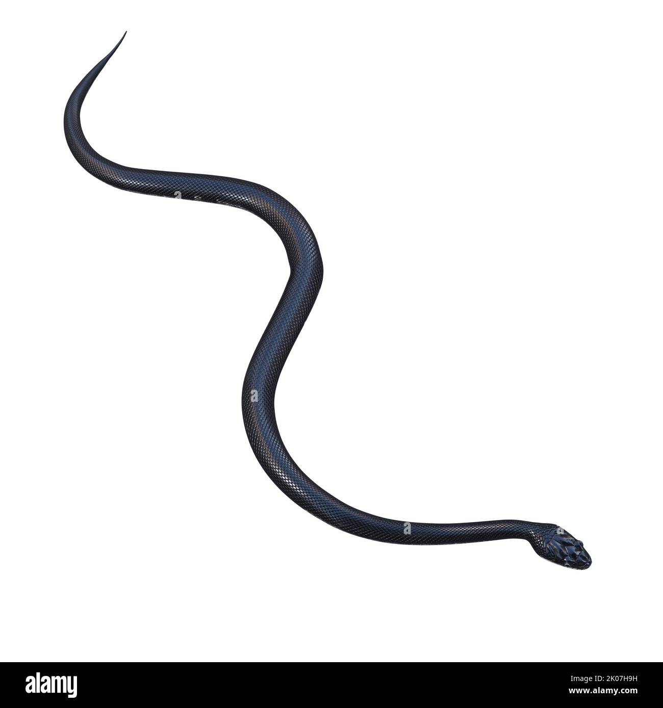 Black rat snake 3D illustration Stock Photo - Alamy
