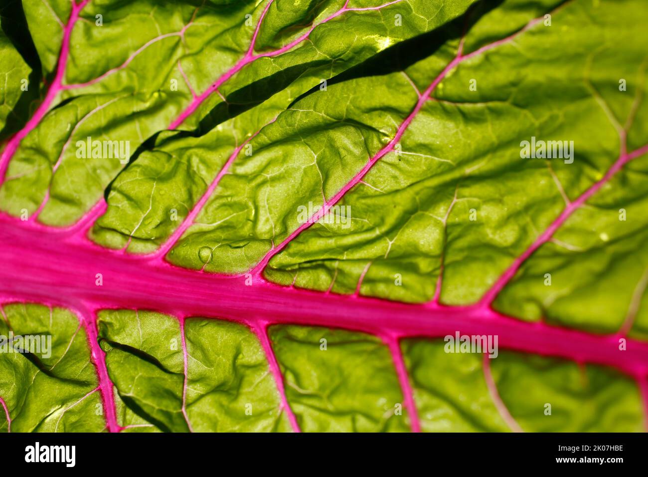 Beetroot (Beta vulgaris subsp. vulgaris), chard leaf, vegetable ...
