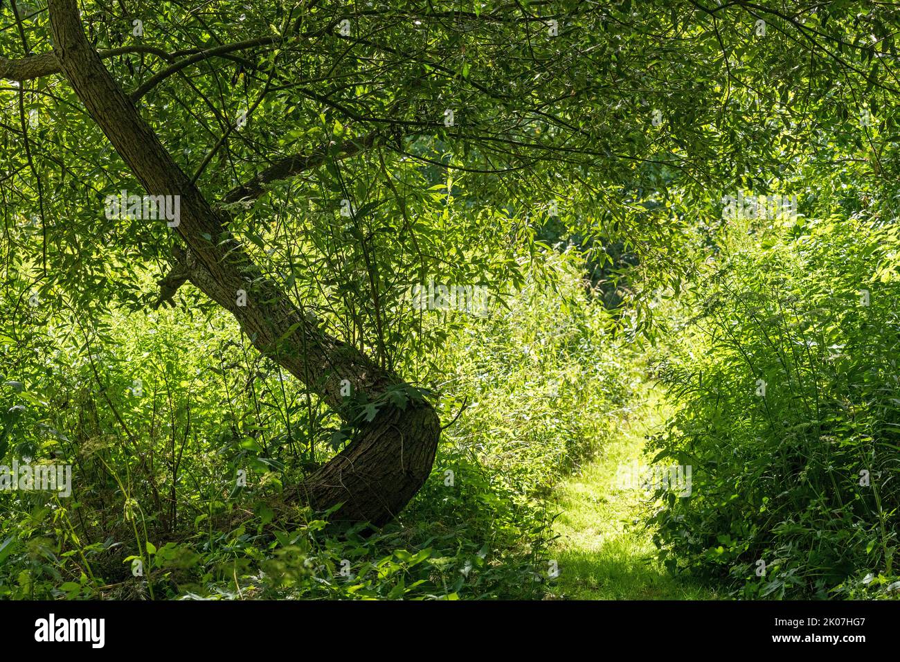 tree and bushes, nature near Garstedt, Lower Saxony, Germany Stock ...