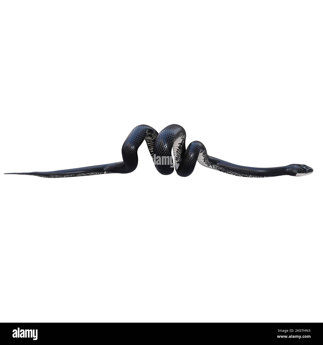 Black rat snake 3D illustration Stock Photo - Alamy