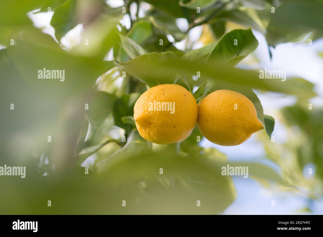 Lemon plant with its fruits. La Pampa Argentina Stock Photo - Alamy