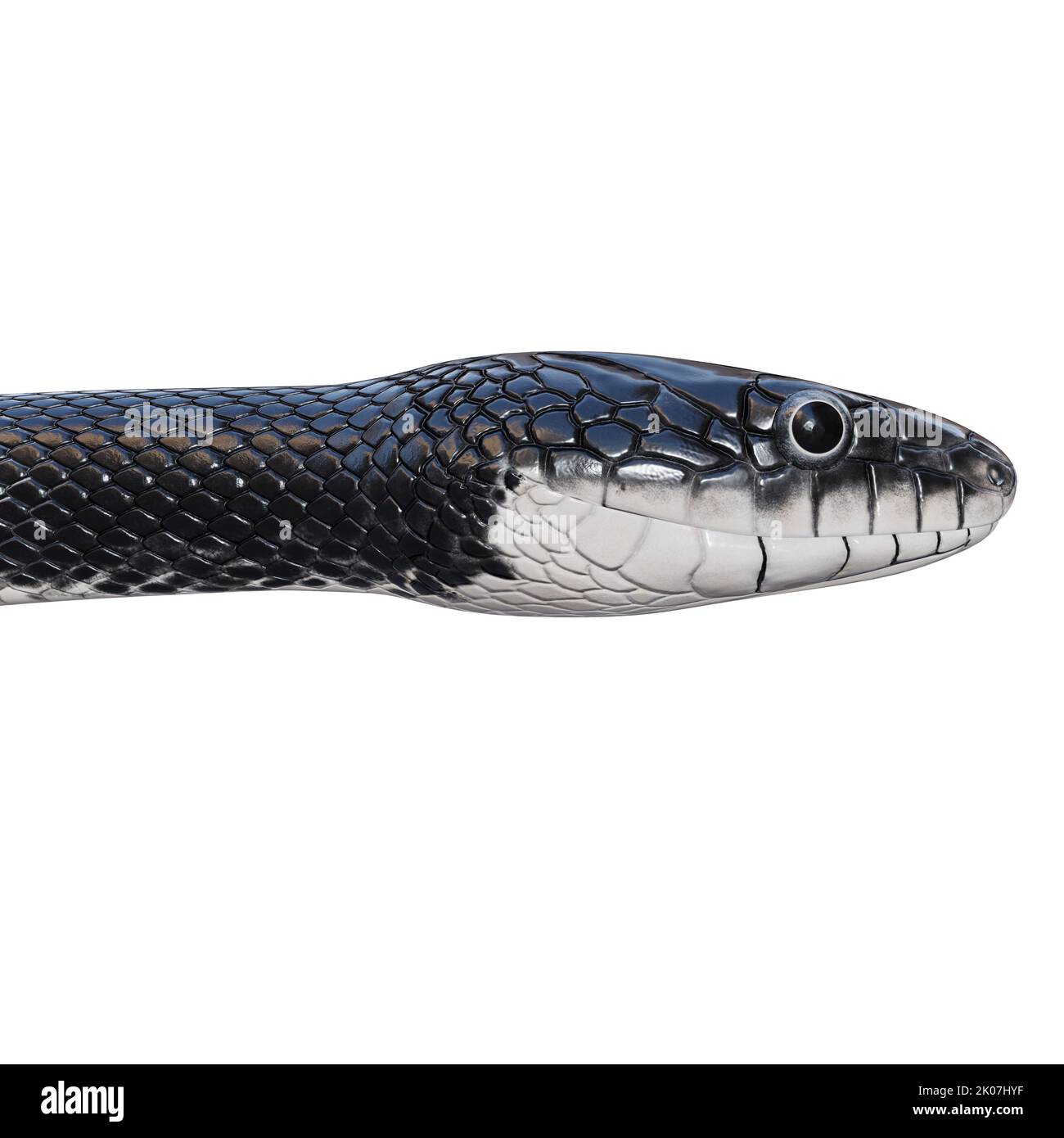 Black rat snake 3D illustration Stock Photo - Alamy