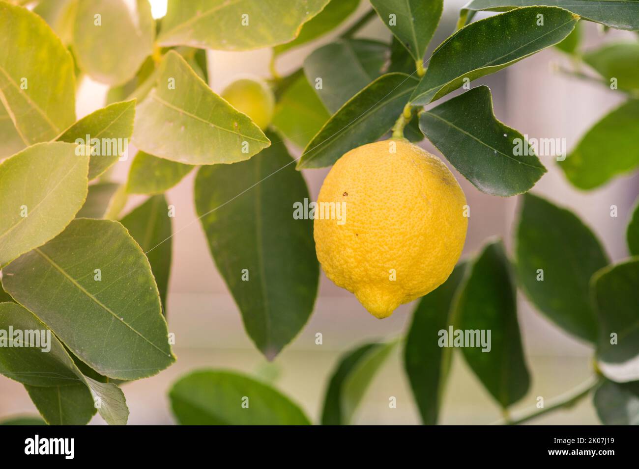 Lemon plant with its fruits. La Pampa Argentina Stock Photo - Alamy