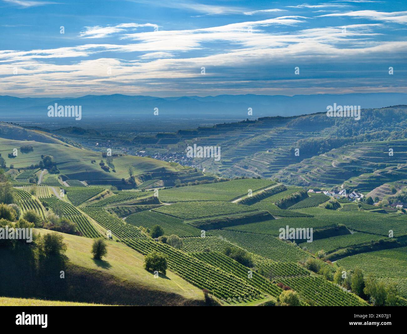 The wine-growing areas around Schelingen am Kaiserstuhl, Neunlindenpfad ...