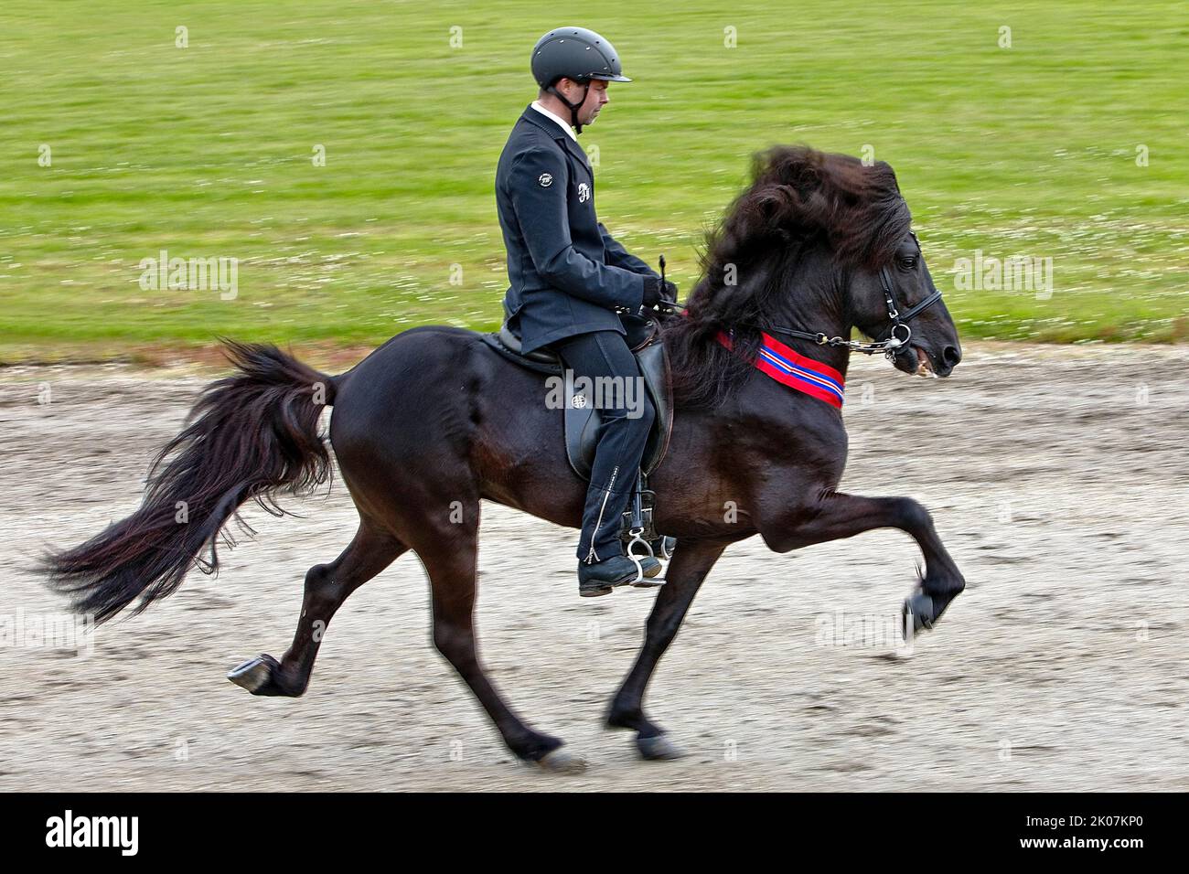 Prize-winning domestic horse (Equus ferus caballus) with rider in the ...
