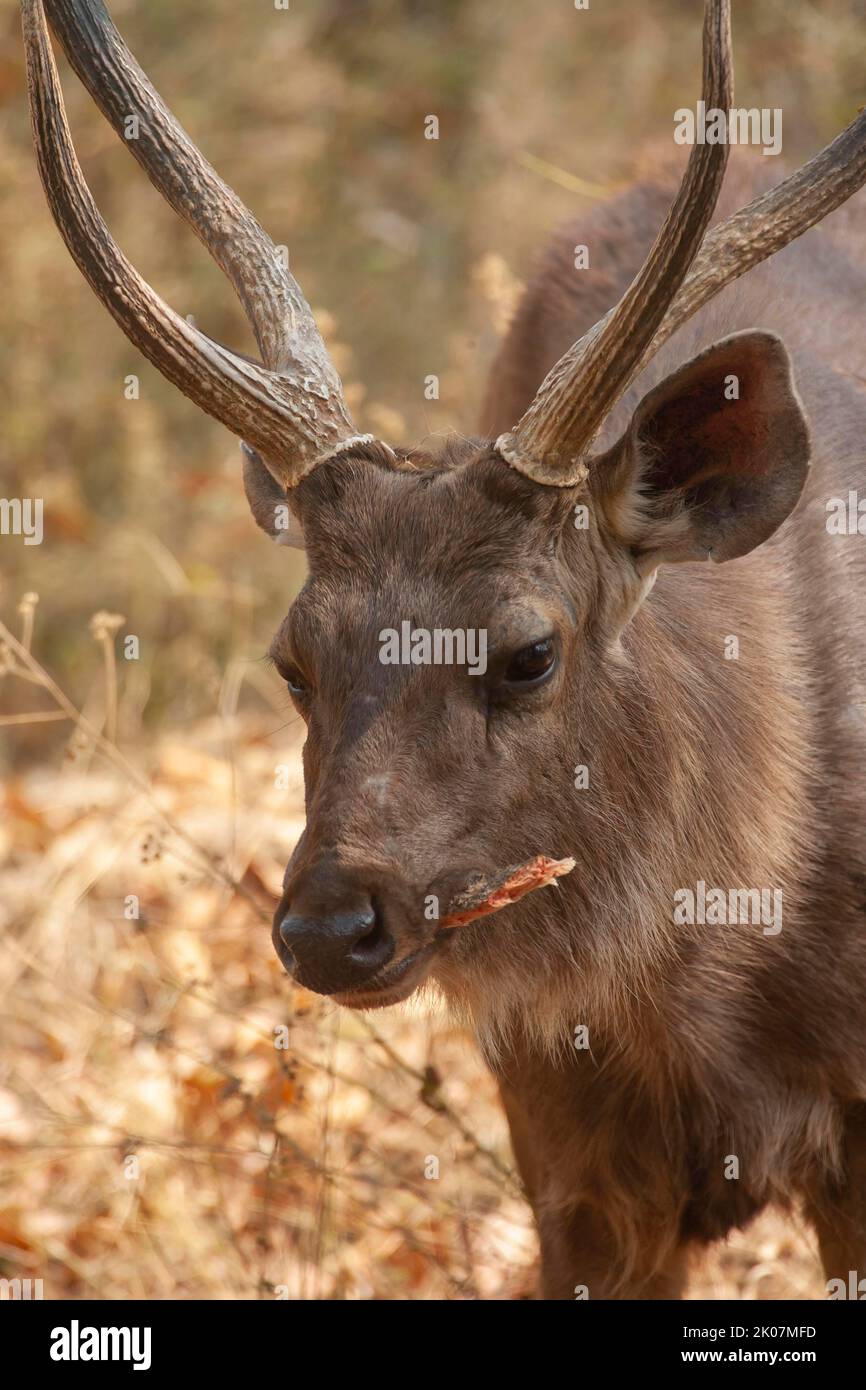 Sambar deer (Rusa unicolor) adult male buck eating a piece of bark ...