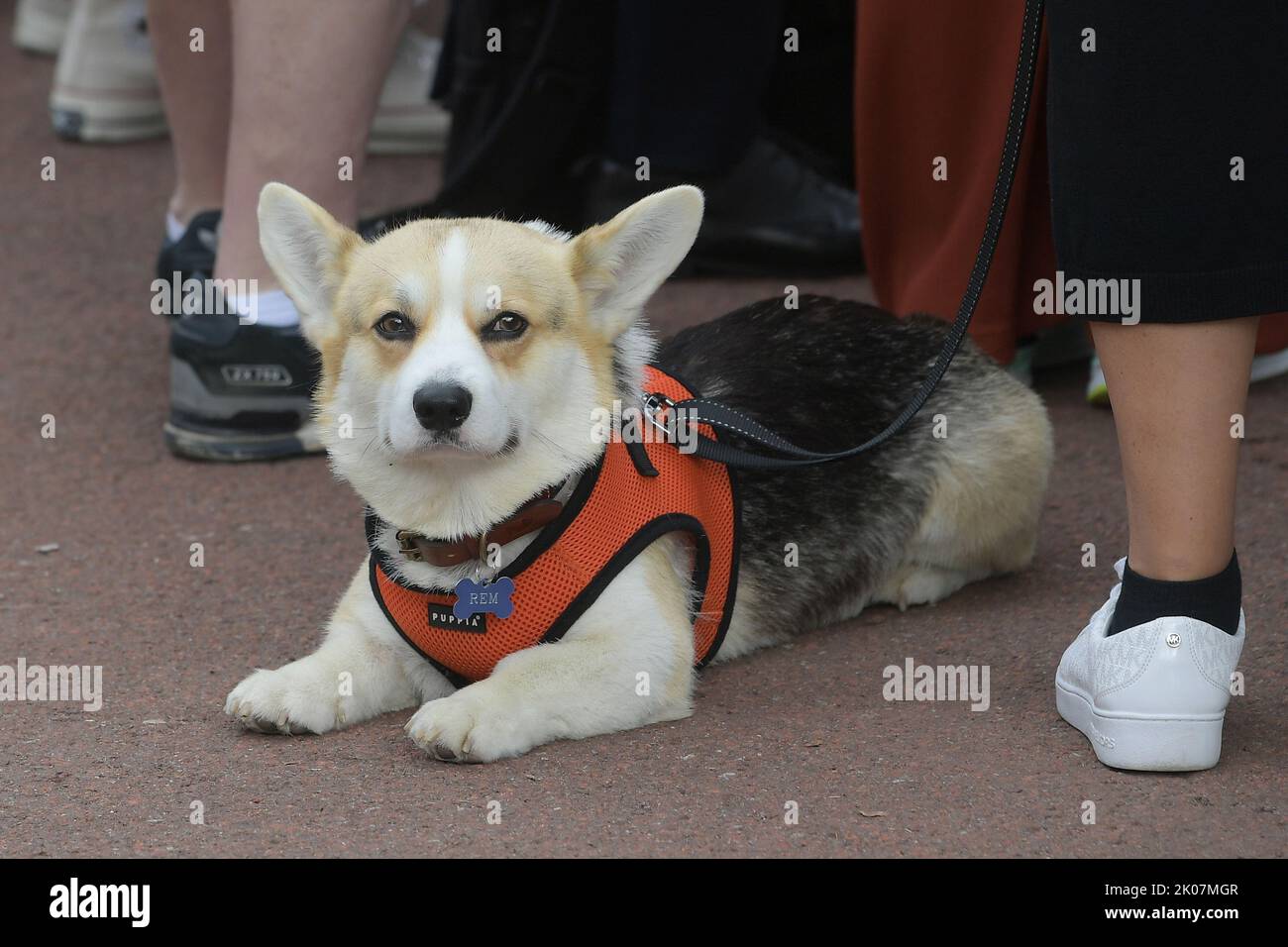 London, UK. 10th Sep, 2022. A Pembroke Welsh Corgi outside Buckingham ...