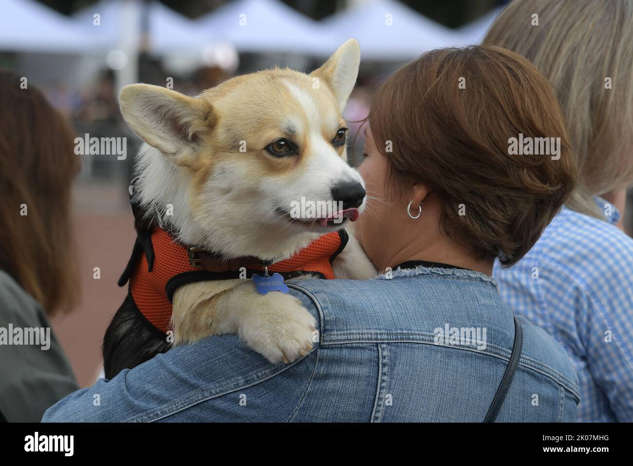 Queen elizabeth ll corgi hi-res stock photography and images - Alamy