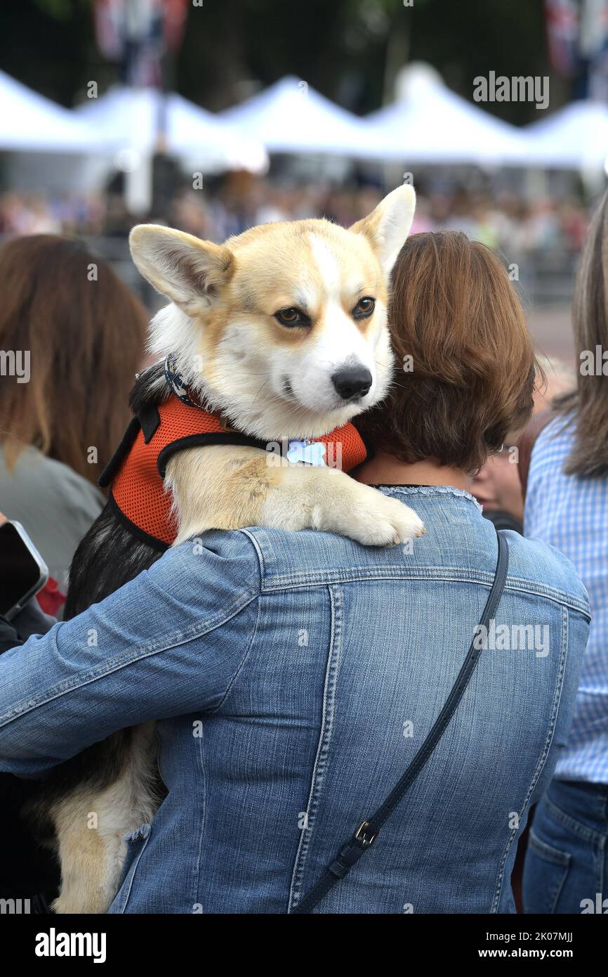 London, UK. 10th Sep, 2022. A Pembroke Welsh Corgi outside Buckingham ...