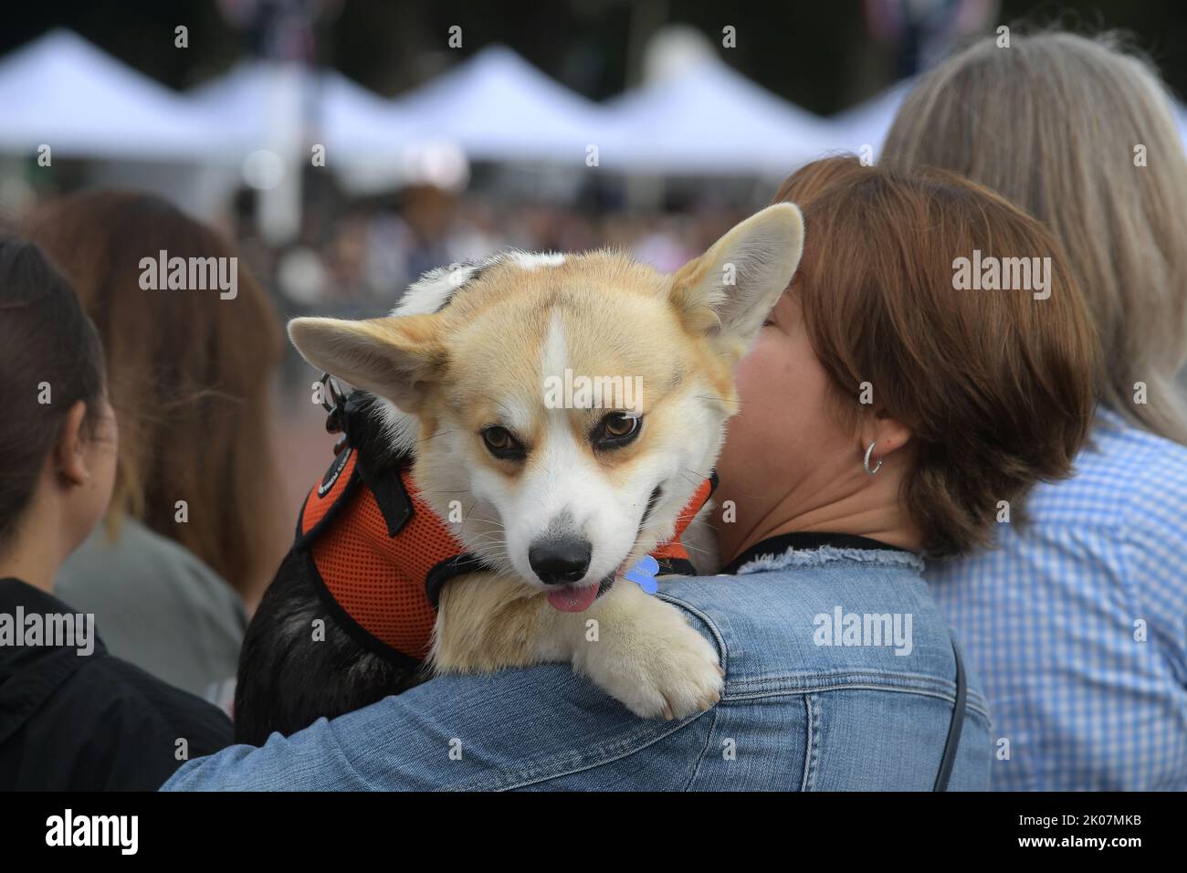 London, UK. 10th Sep, 2022. A Pembroke Welsh Corgi outside Buckingham ...