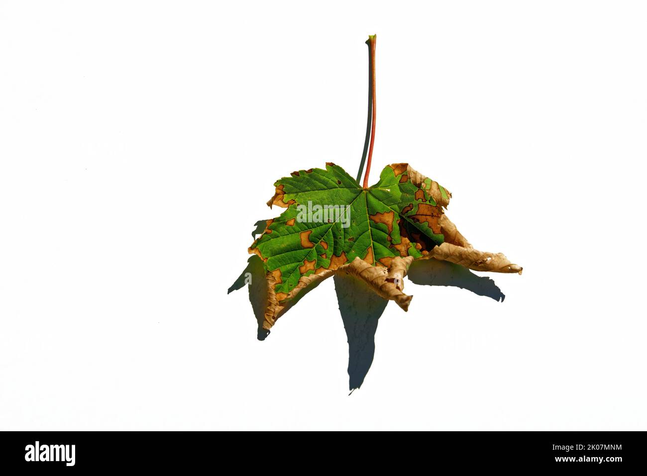 Exposed maple (Acer), in the stage of decay Stock Photo - Alamy