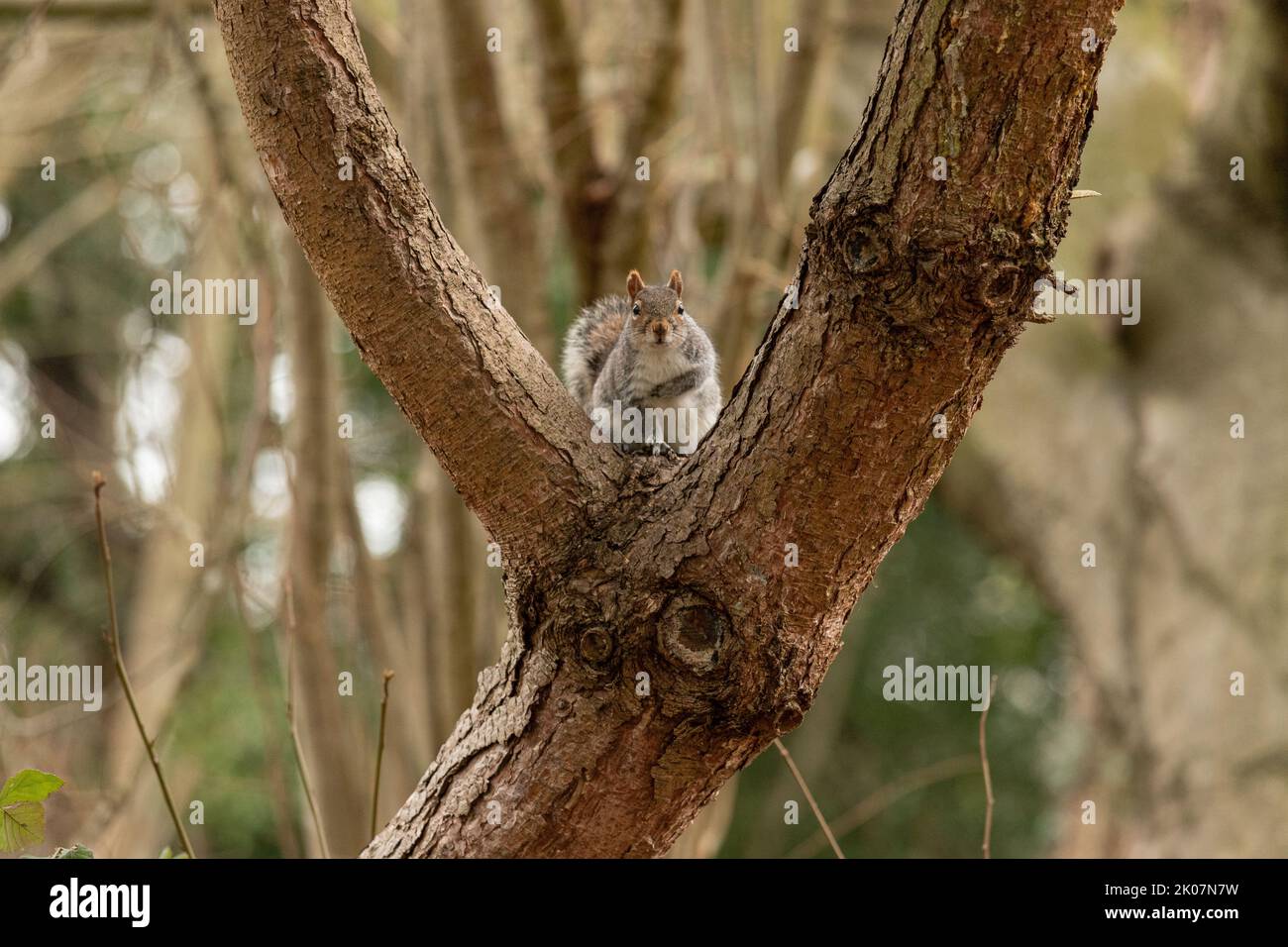 Grey UK squirrel sitting in a tree looking at the camera, in natural ...