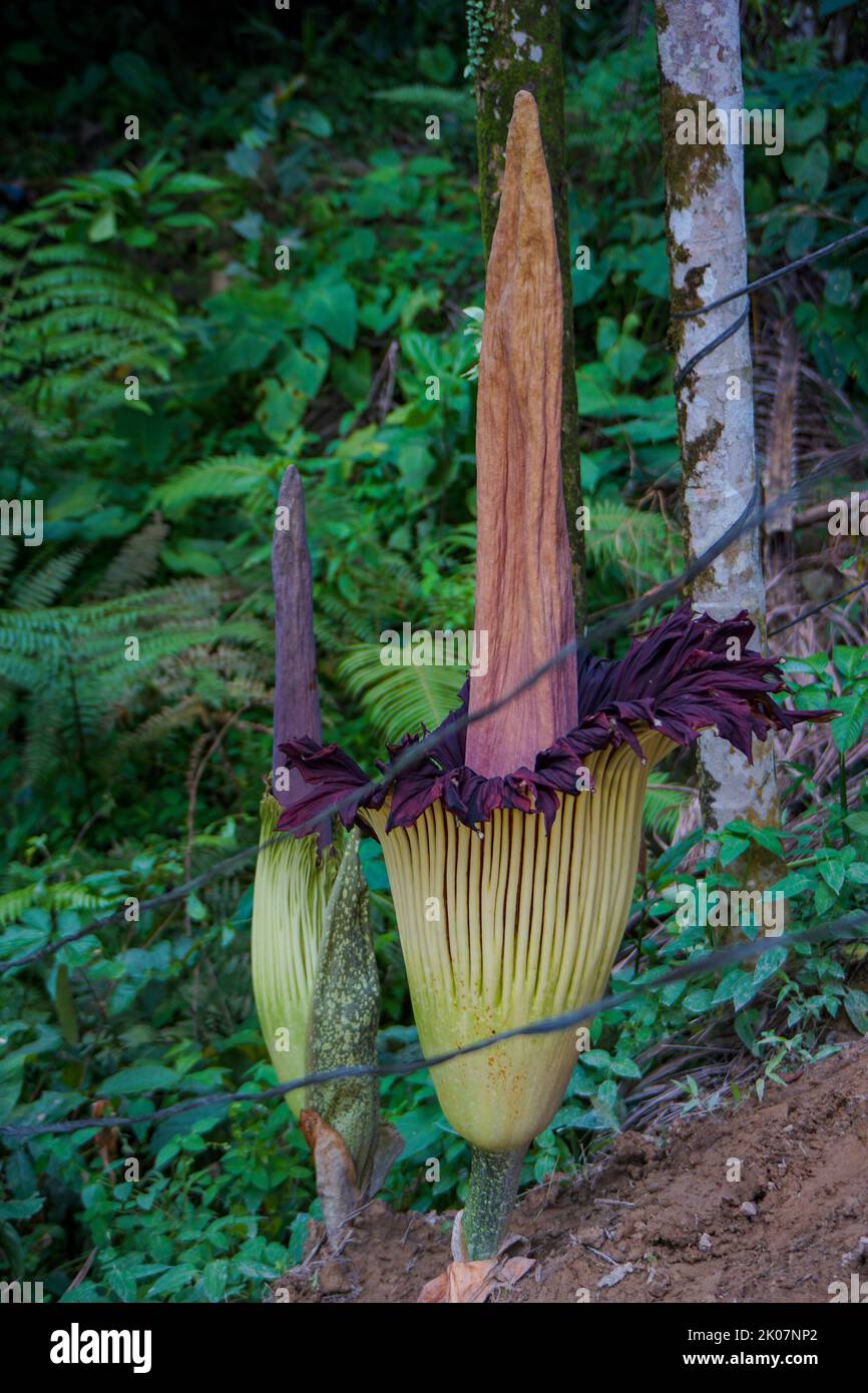 Amorphophallus titanum, the titan arum, is a flowering plant in the ...