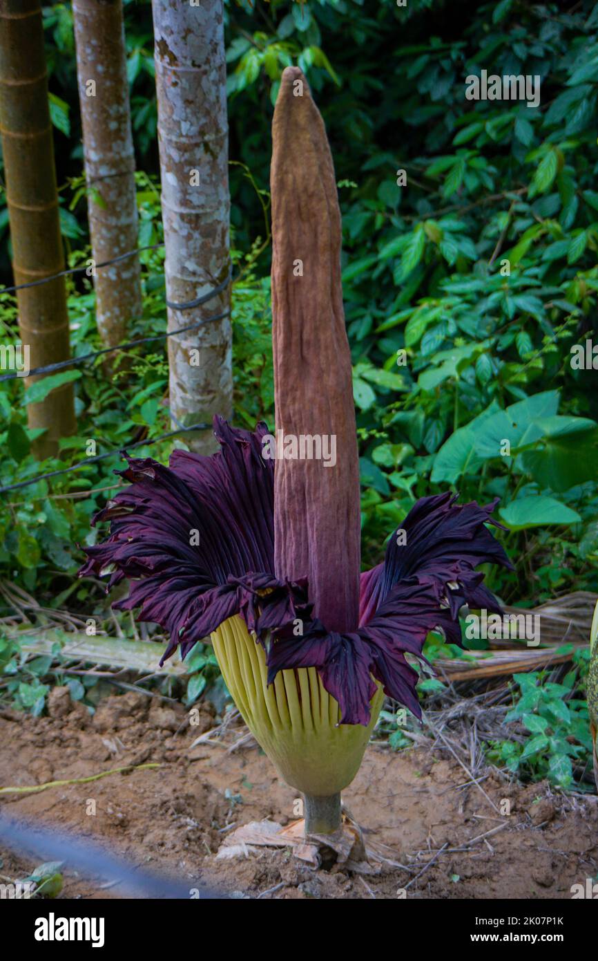 Amorphophallus titanum, the titan arum, is a flowering plant in the ...