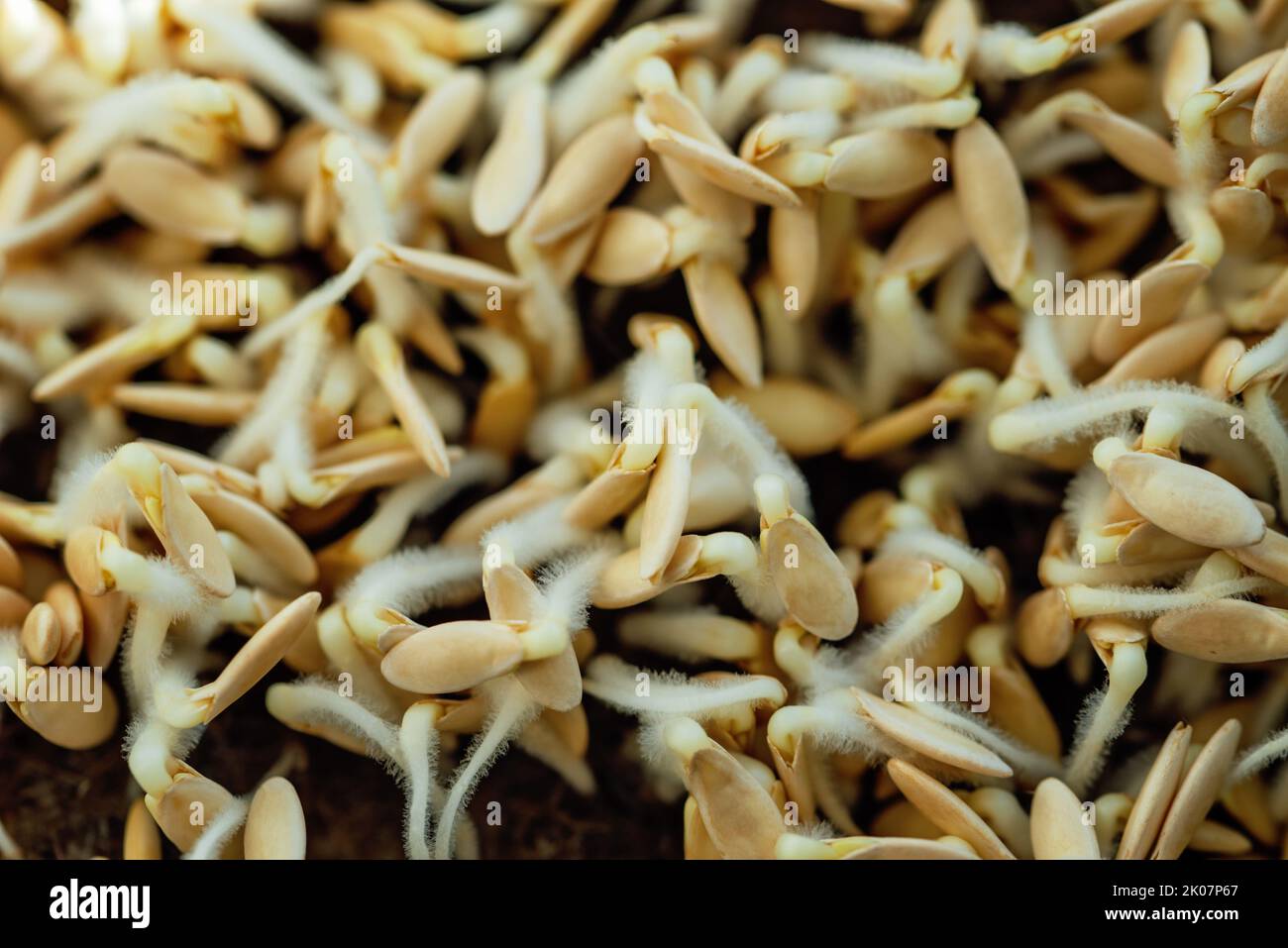 microgreen Foliage Background. Cucumber leaf sprout vegetables ...