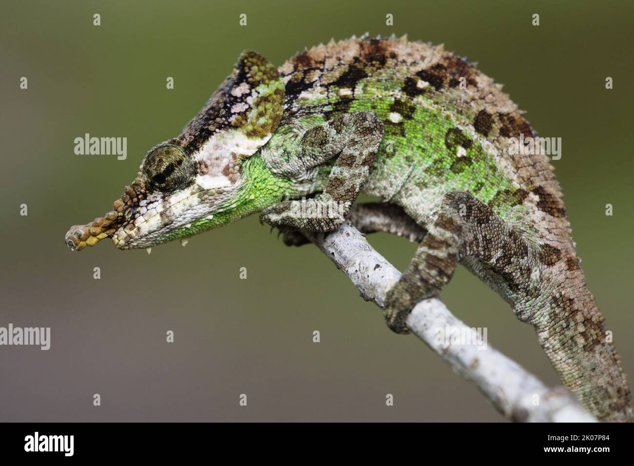 Chameleon for wildlife hi-res stock photography and images - Alamy