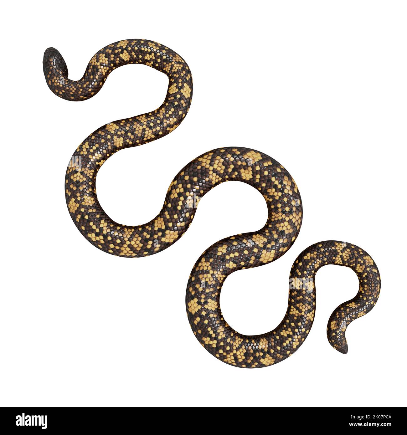 Calabar Python 3D illustration Stock Photo - Alamy