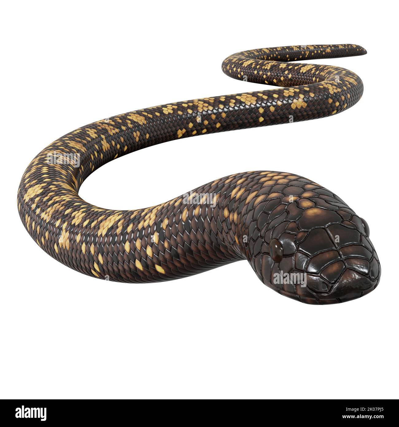 Calabar Python 3D illustration Stock Photo - Alamy
