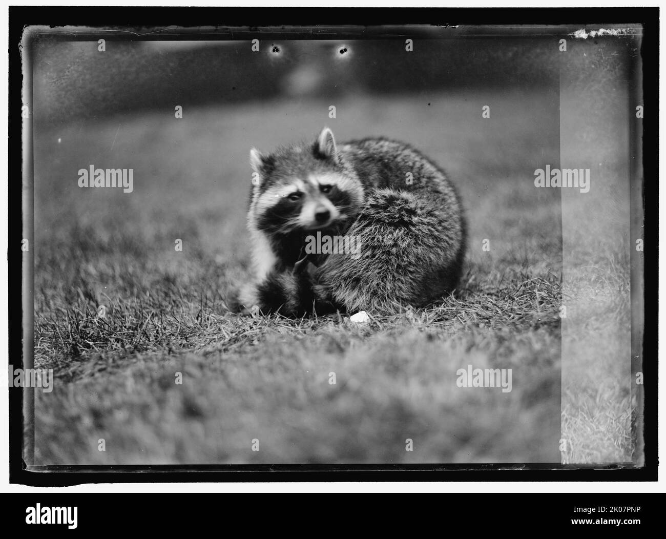 America raccoon Black and White Stock Photos & Images - Alamy