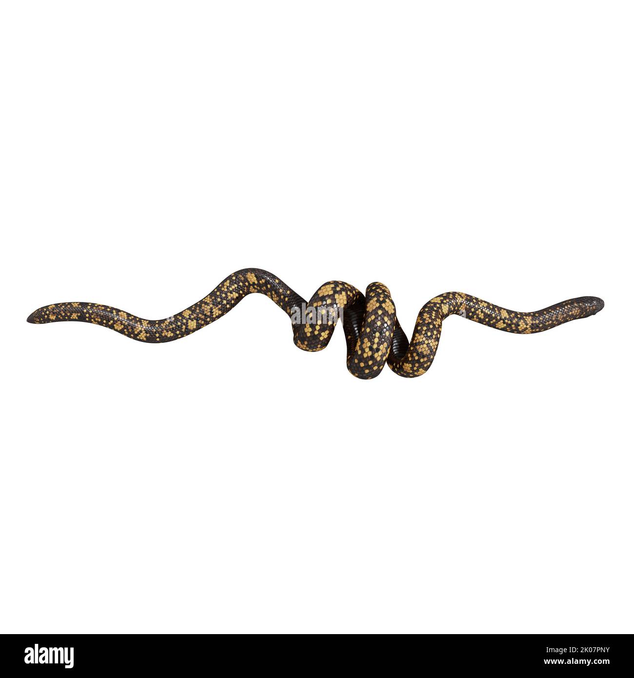 Calabar Python 3D illustration Stock Photo - Alamy