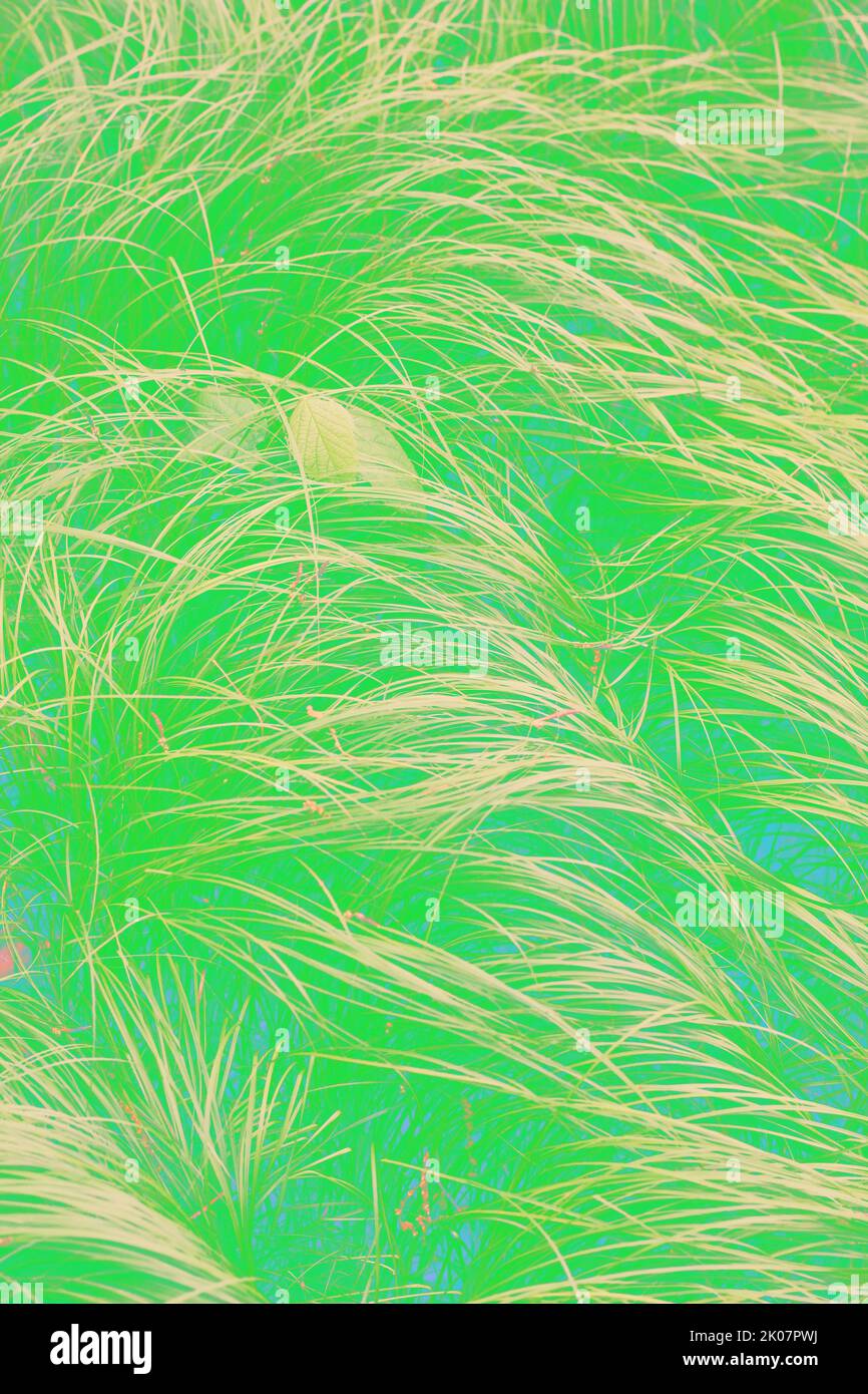 Full frame of leafy summer grass growing in the meadow in a bright ...