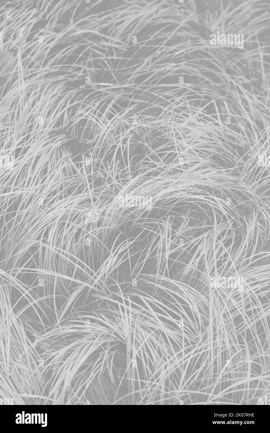 Faded meadow Black and White Stock Photos & Images - Alamy