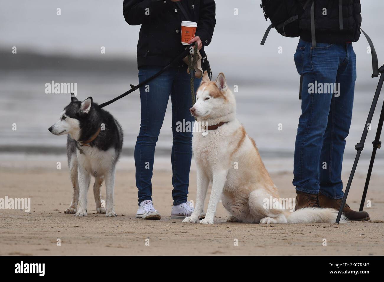 Two dogs on beach with owners Stock Photo - Alamy