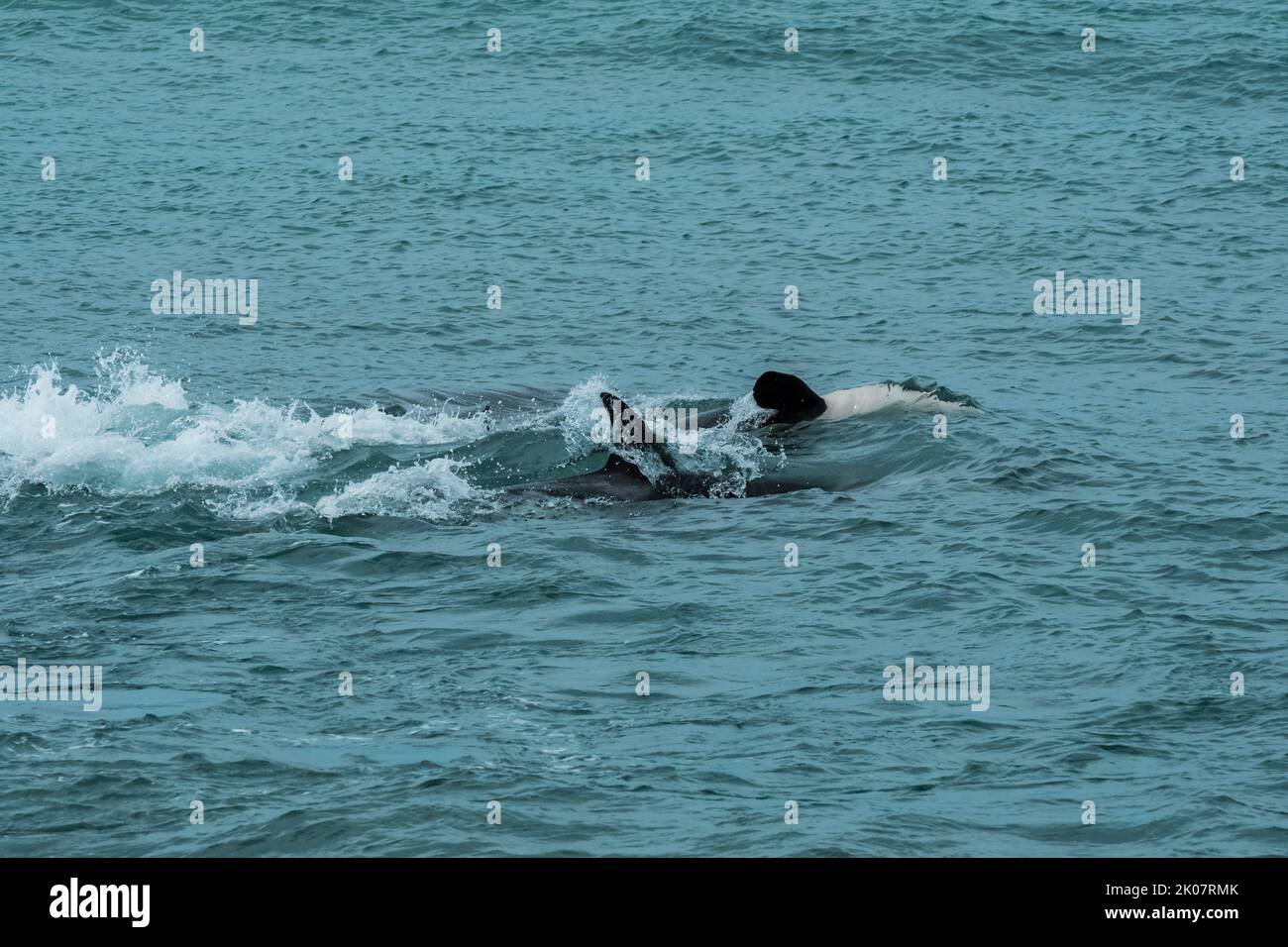 Killer whale hunting sea lions, Peninsula Valdes, Patagonia, Argentina ...