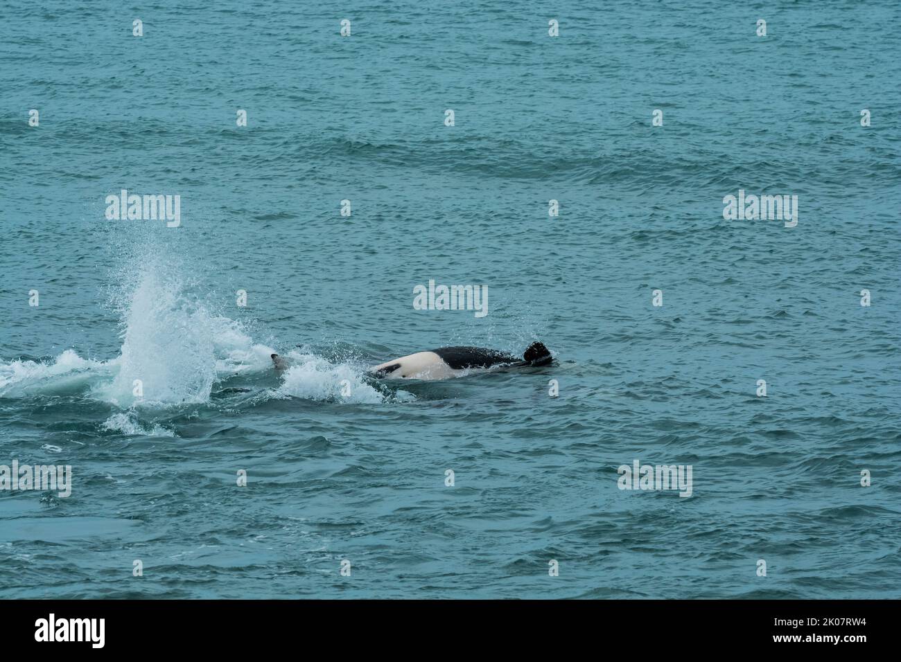 Killer whale hunting sea lions, Peninsula Valdes, Patagonia, Argentina ...