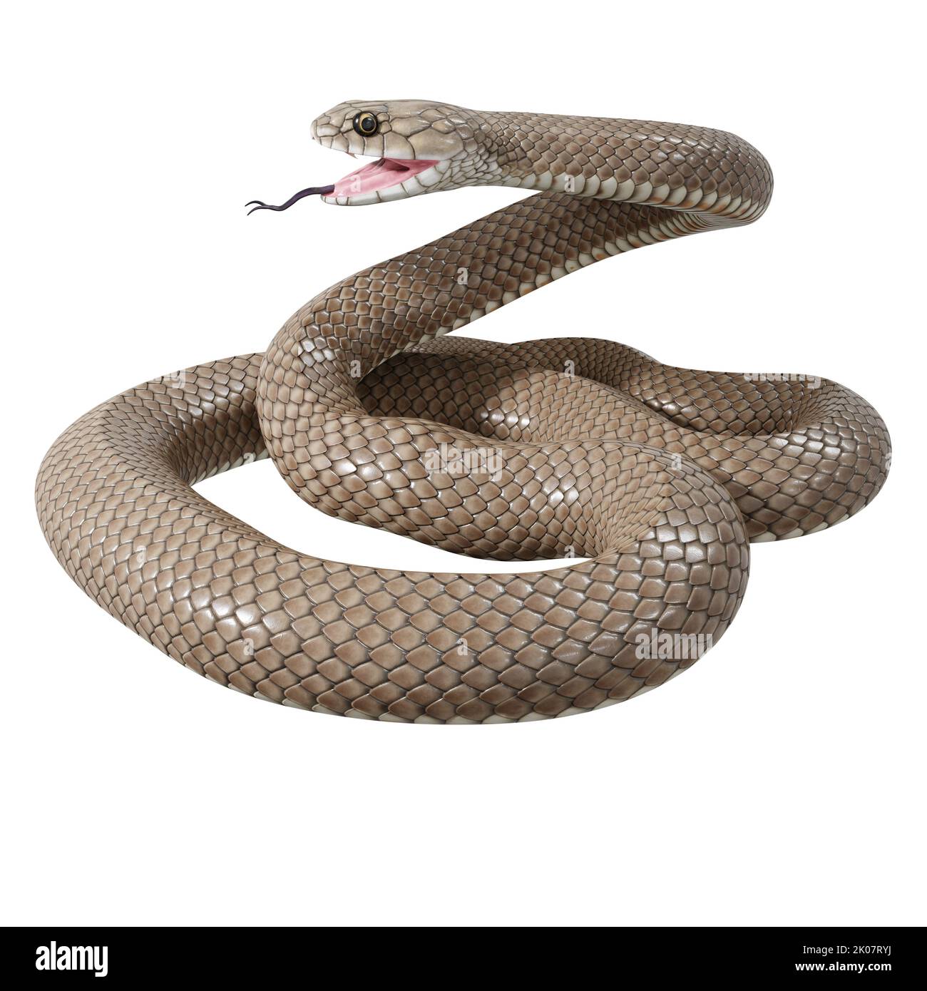 Eastern brown snake 3D illustration Stock Photo - Alamy