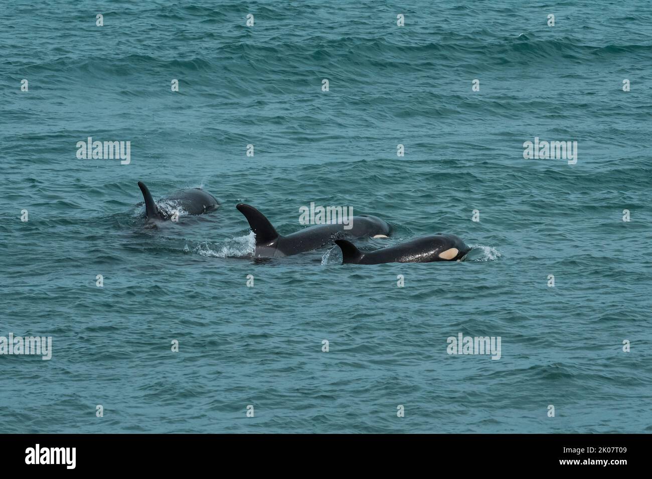 Killer whale hunting sea lions, Peninsula Valdes, Patagonia, Argentina ...