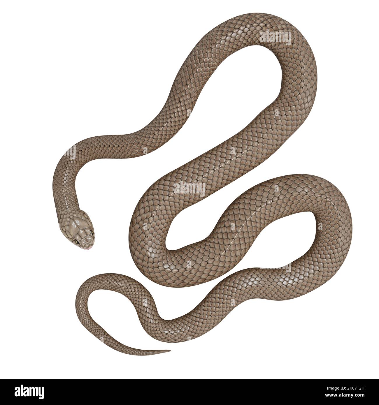 Eastern brown snake 3D illustration Stock Photo - Alamy