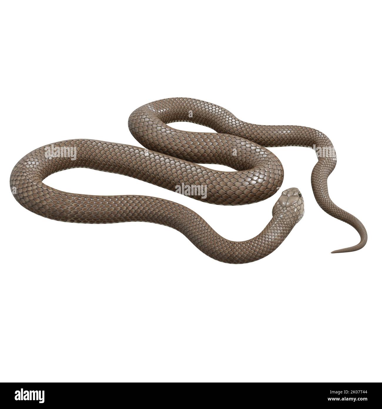Eastern brown snake 3D illustration Stock Photo - Alamy